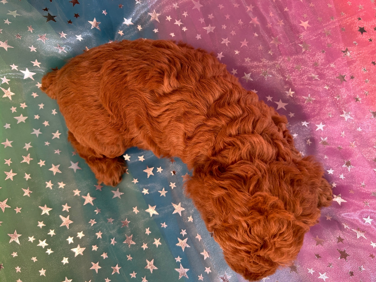 Dark Red Miniature Schnoodle for Sale