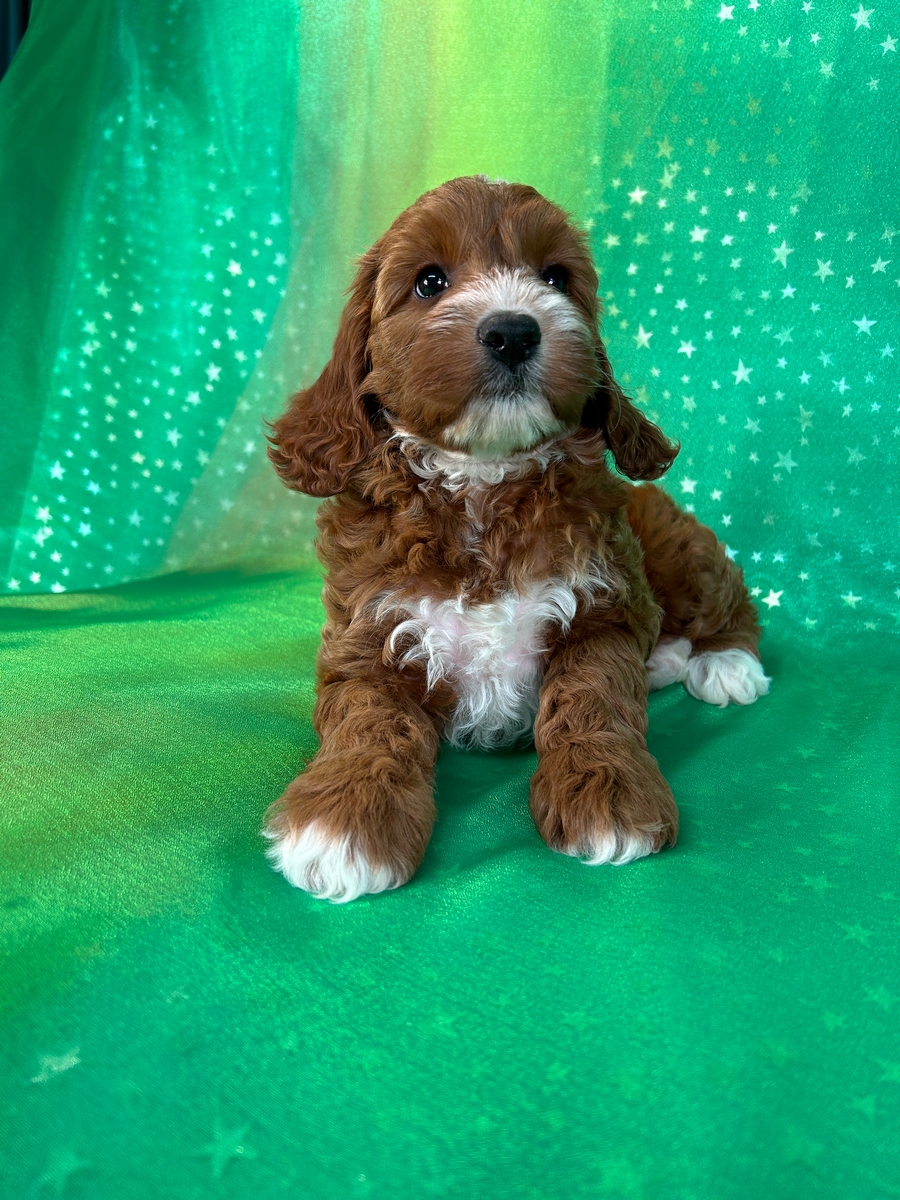 Iowa and Minnesota Cockapoo Pups, Dark Red with White Markings
