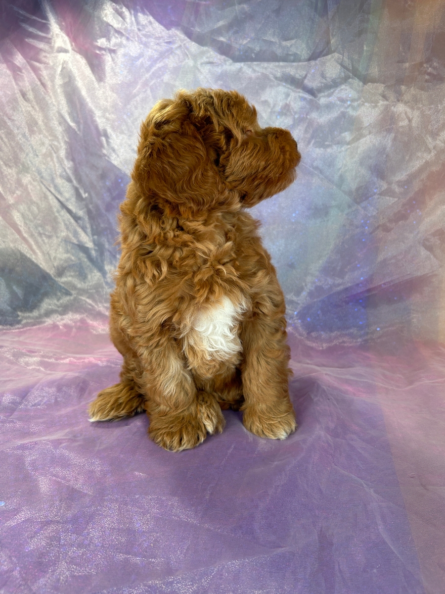F1b Schnoodle Puppies for Sale, IA, MN, WI