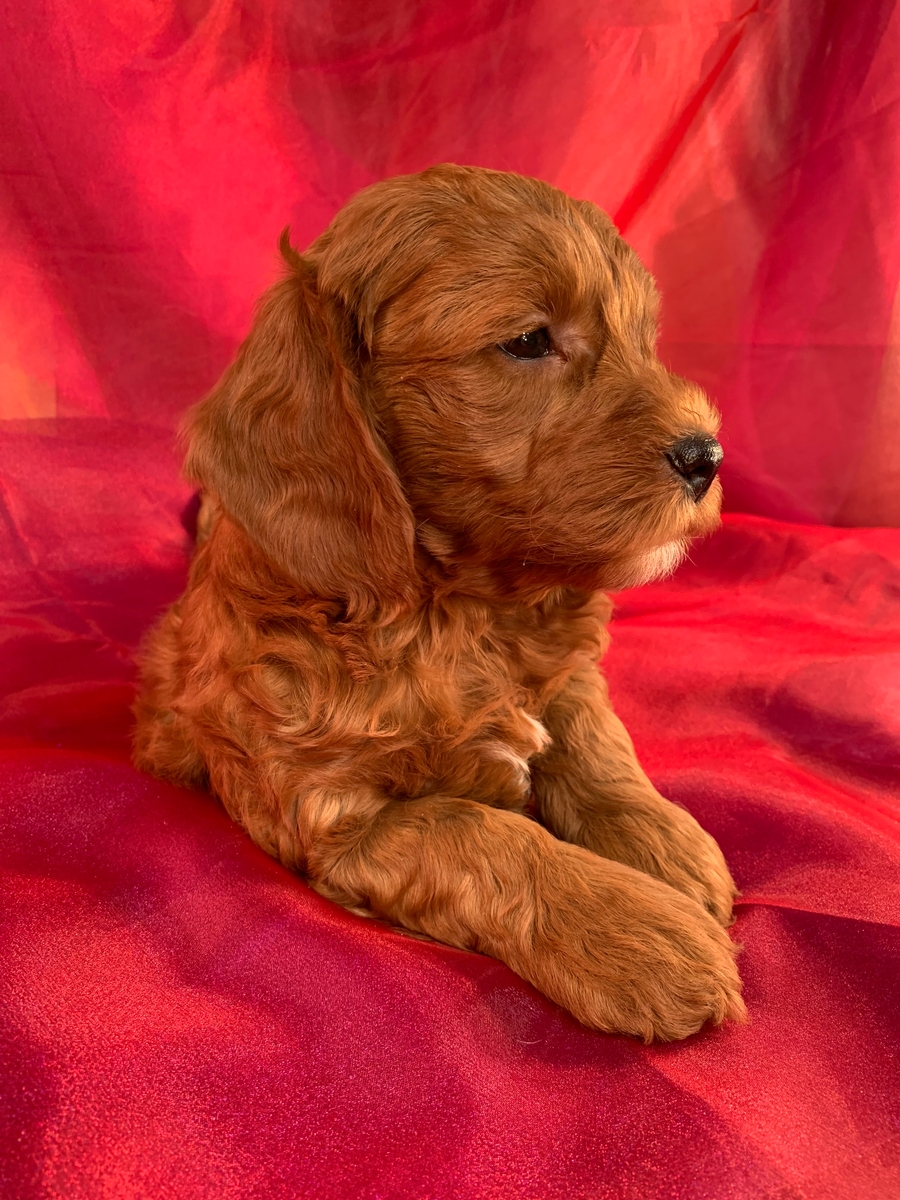Dark Red Mini Goldendoodles for Sale Ready Now!