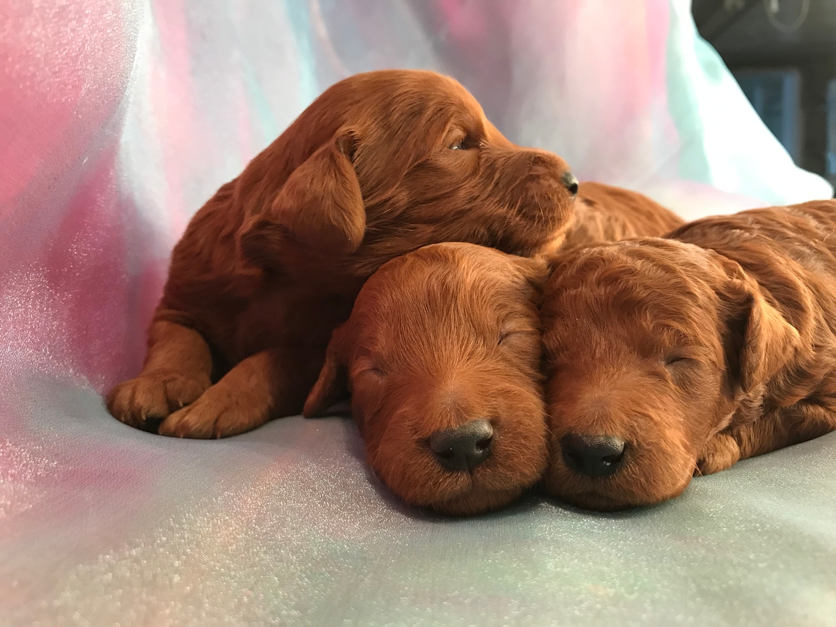 Dark Red Mini Golden Doodle Breeders, IA, MN, IL, WI.