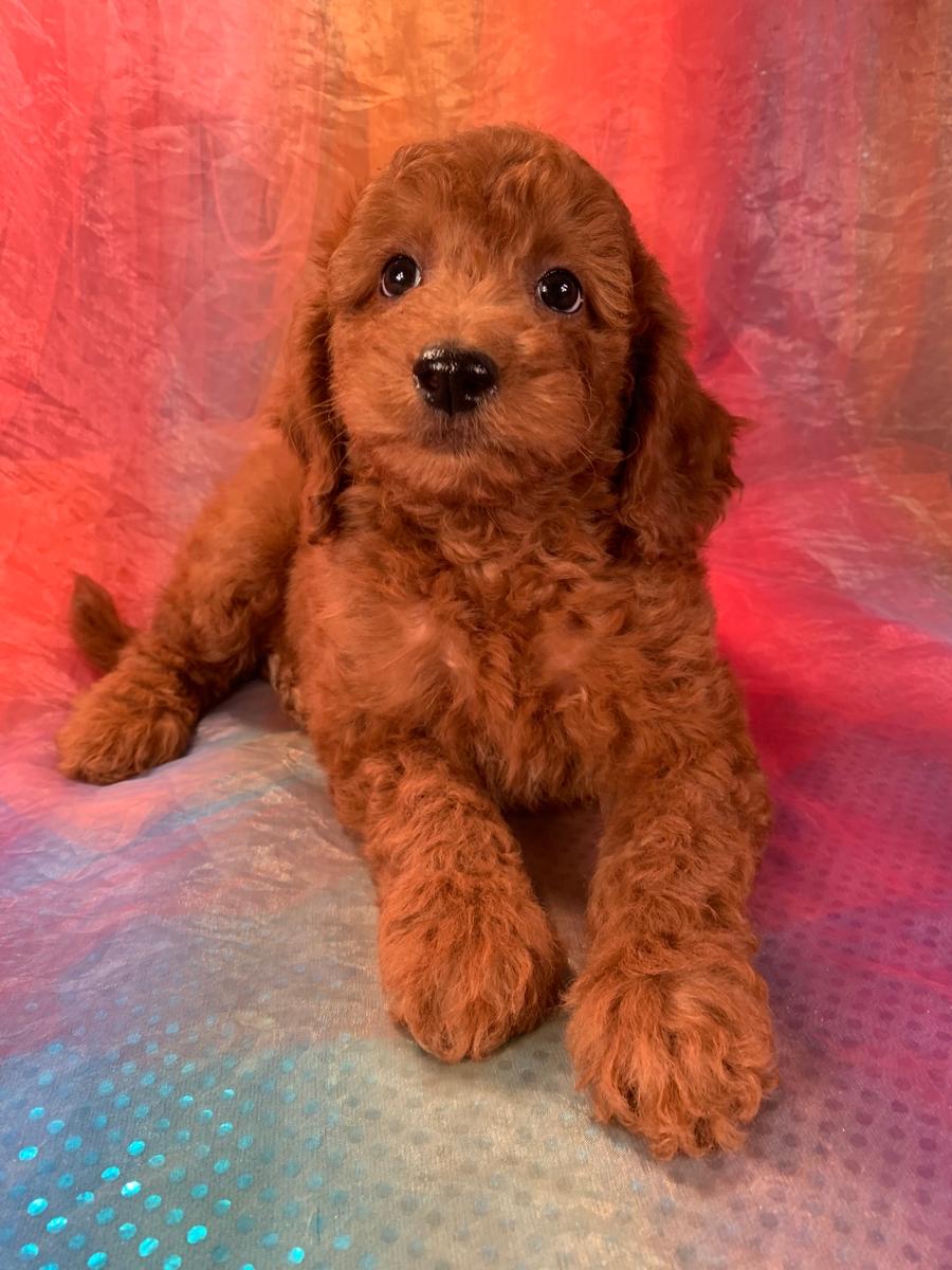 Dark Red Mini Goldendoodle Puppies, Professional Iowa Breeder