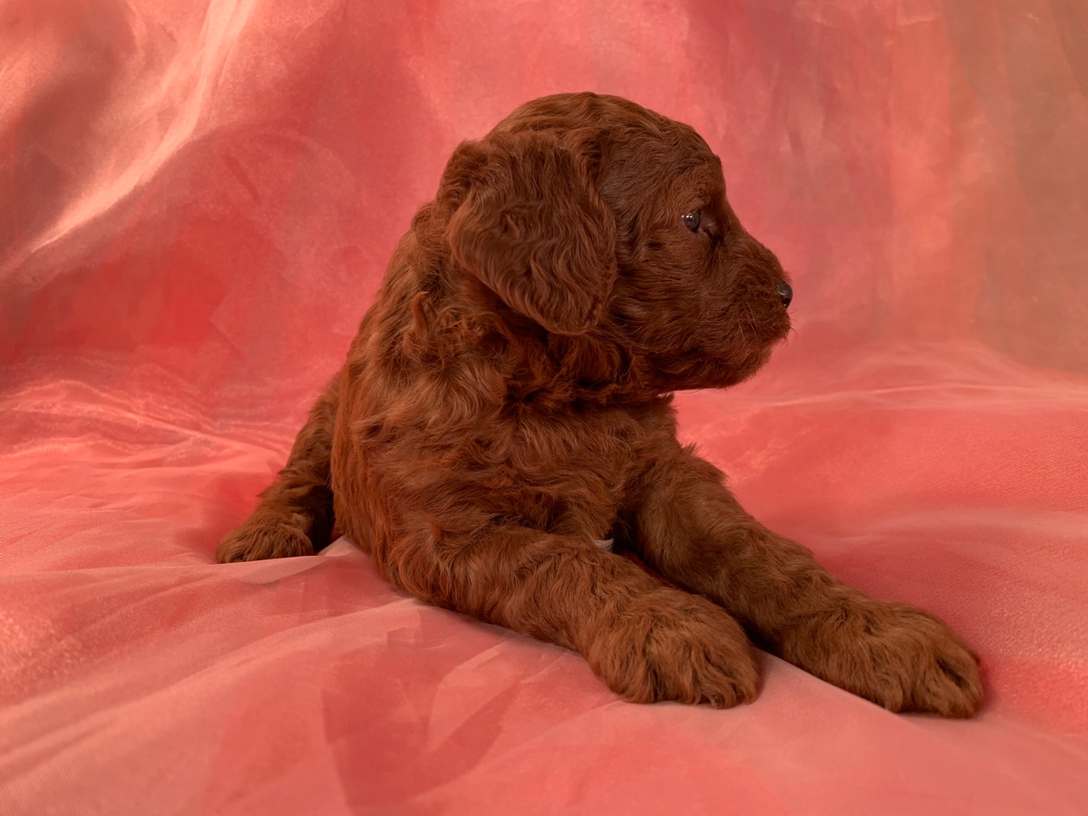Dark Red F1b Miniature Bernedoodle Breeders in Iowa, Puppies Available Now!