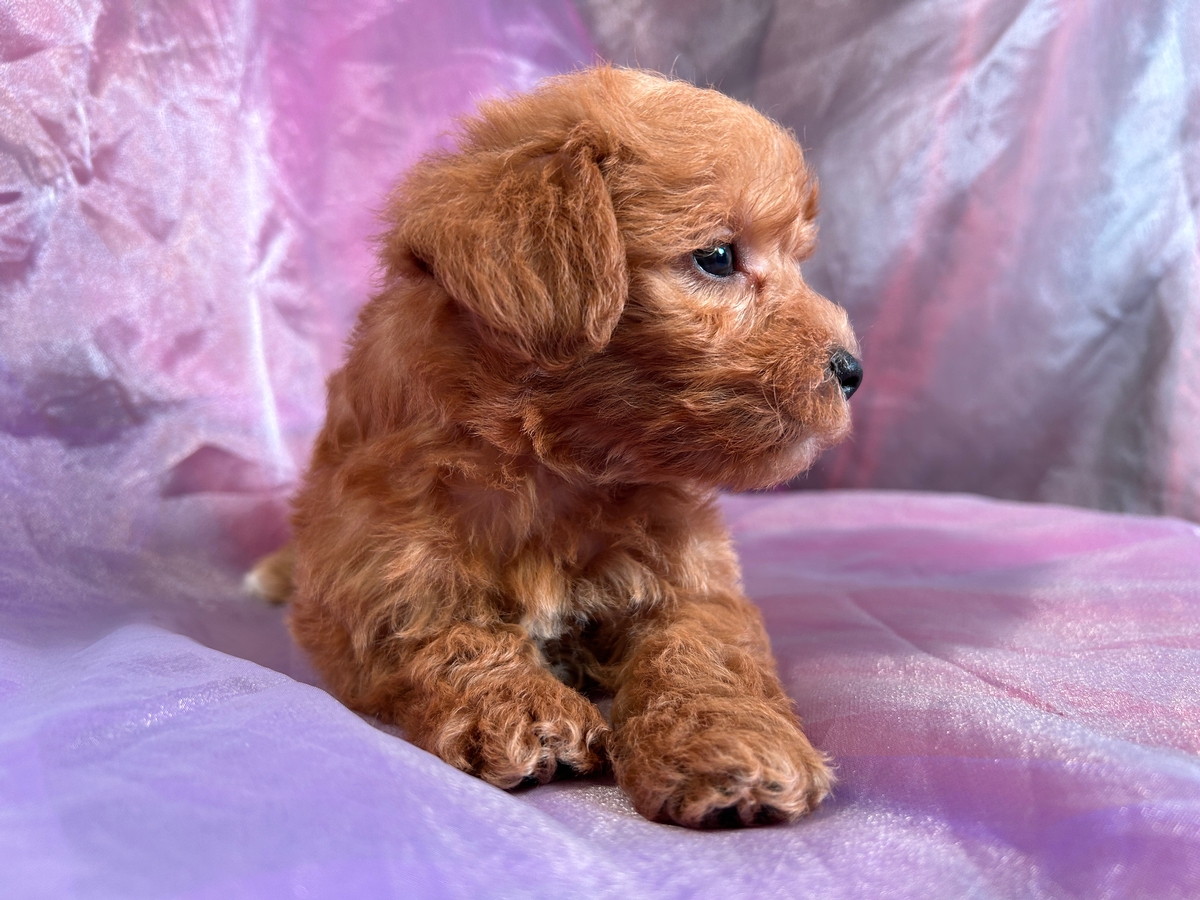 Red Mini Schnoodle Puppies for Sale