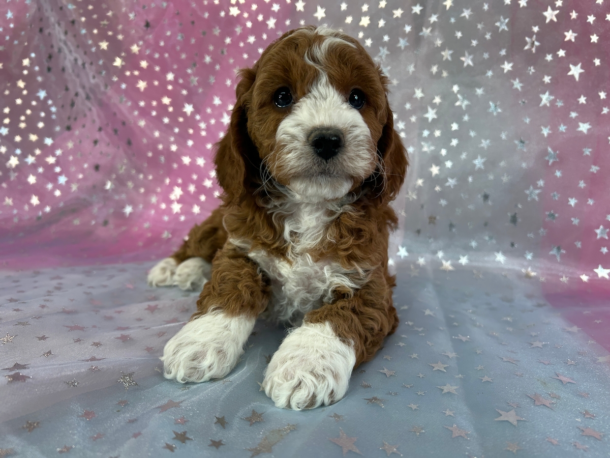 Dark Red Cockapoos with Perfect White Markings