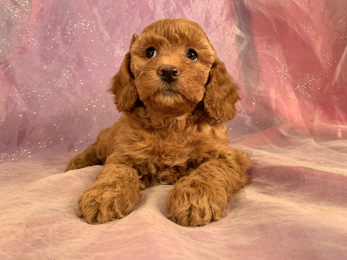 Dark Red Cockapoos for Sale in Iowa 50446, Professional Breeders