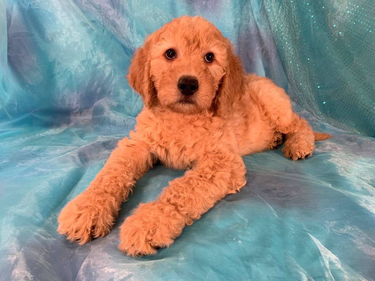Labradoodles for sale, Iowa Breeder, F1b Standard Puppies, Ready Now