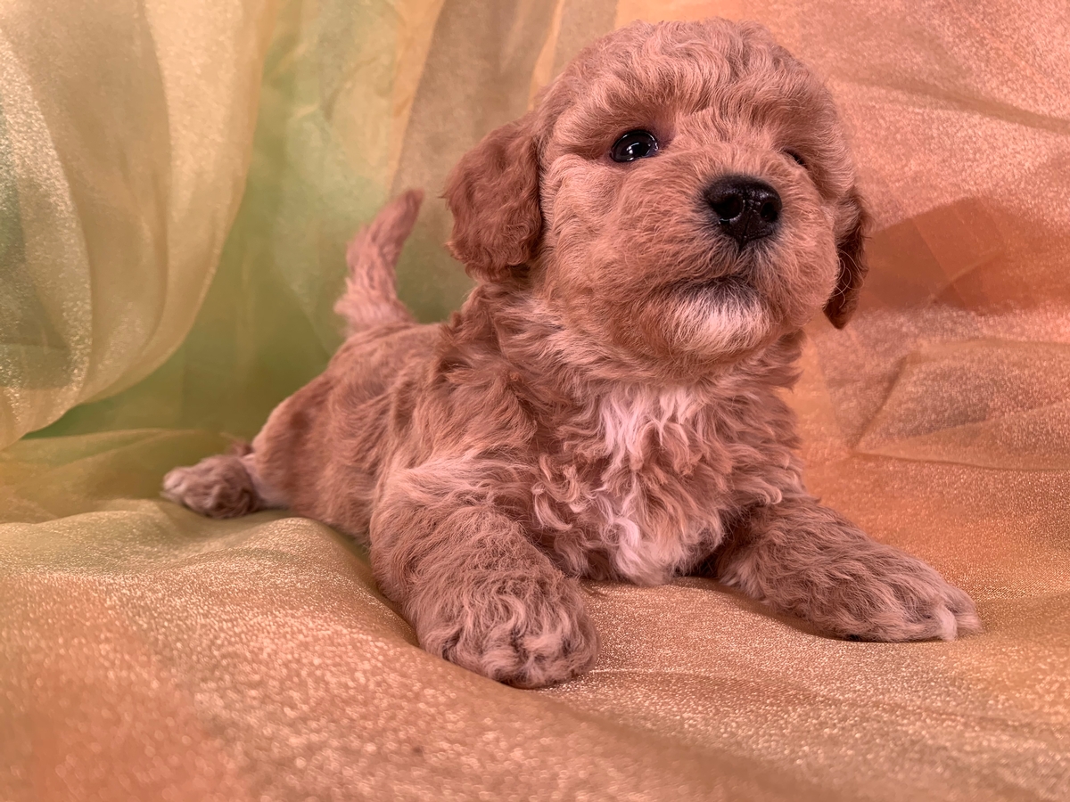 Red Bichon Poodle Puppies, Males, Females, Ready!