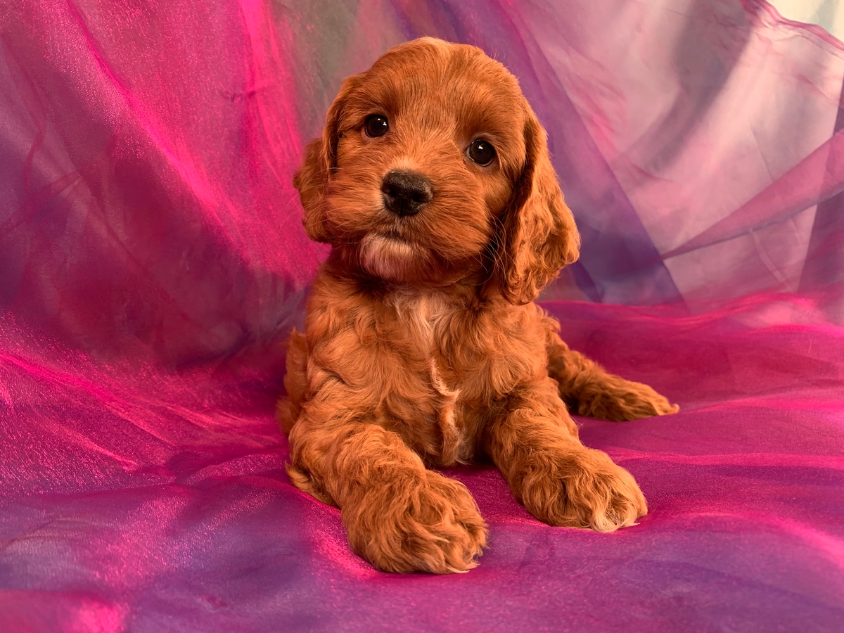 Eight Week Old Dark Red Female Cockapoo Puppies For Sale