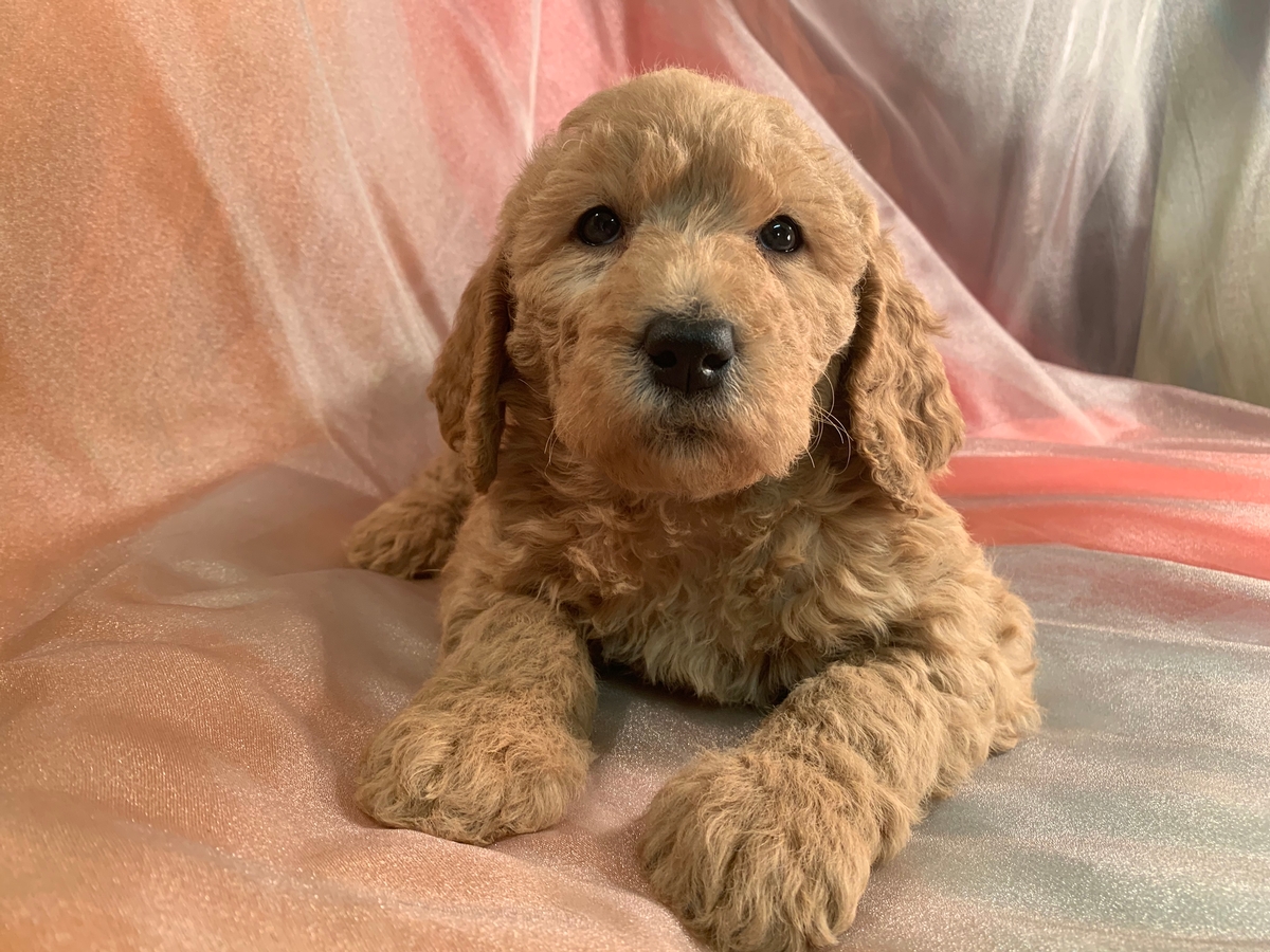 Available-Female, Male, Dark Red Standard Labradoodle Litter, MN, IA, IL