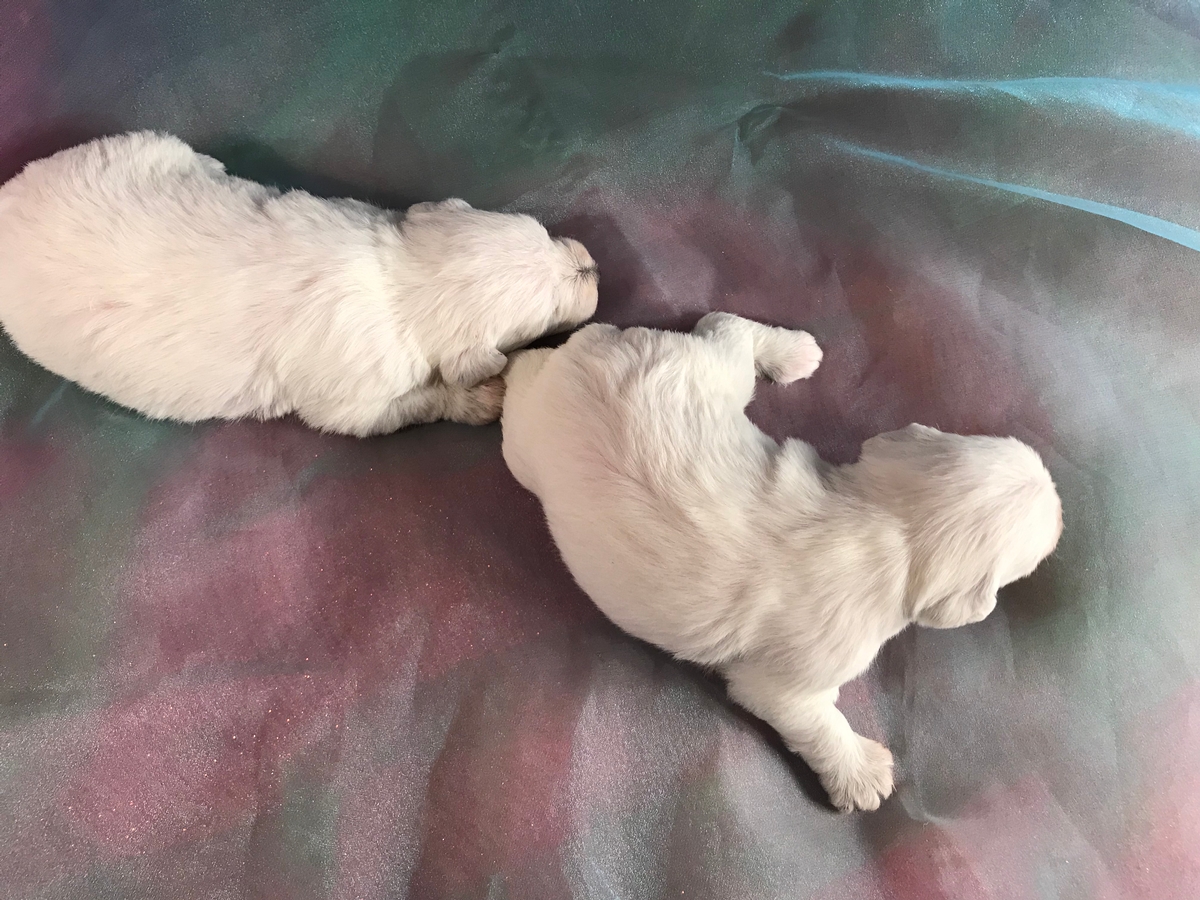 Iowa's Top Breeder Breeds All White Miniature Schnoodles!