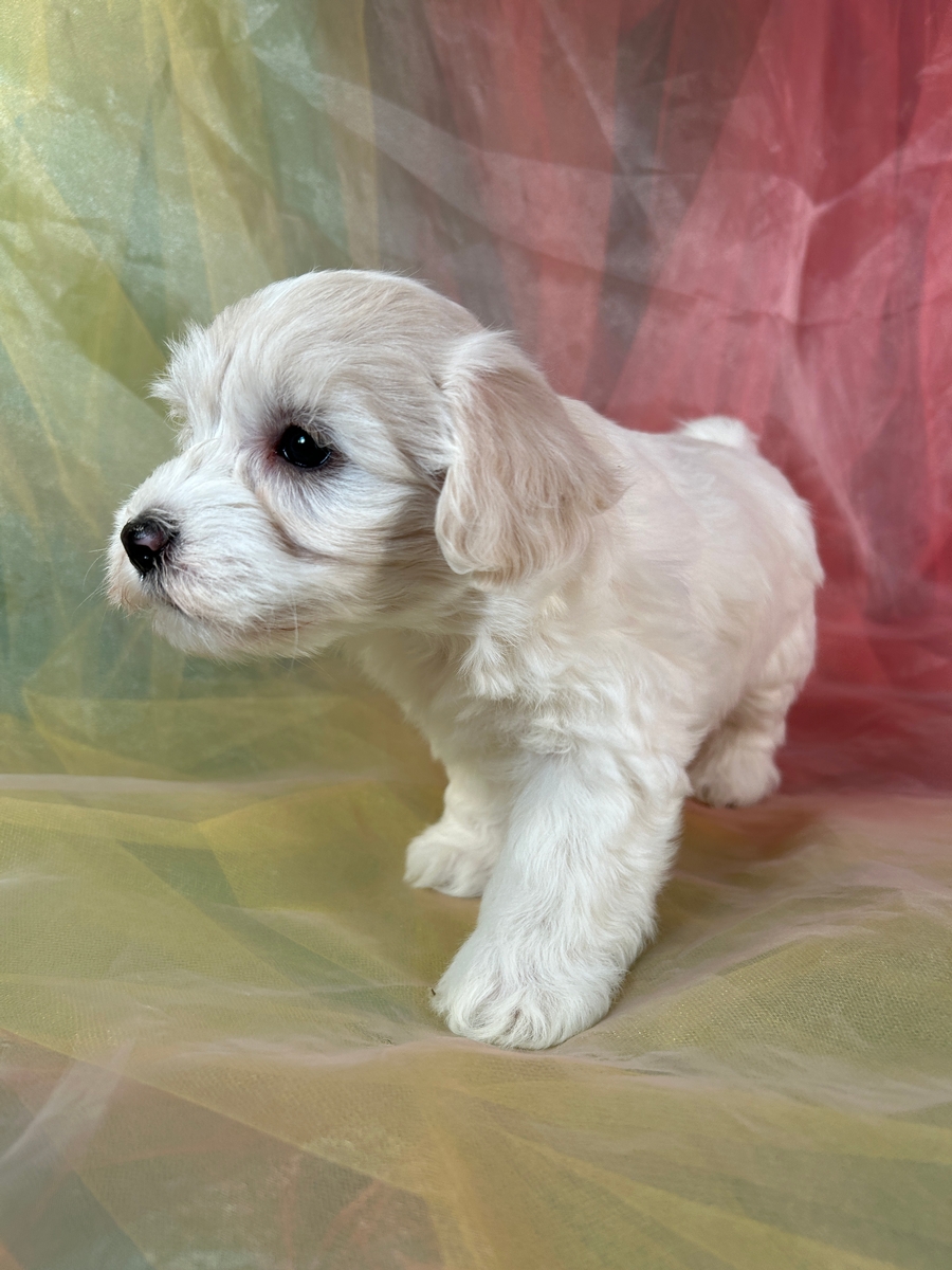 Professionally Bred Schnoodle Litter for Sale in Iowa