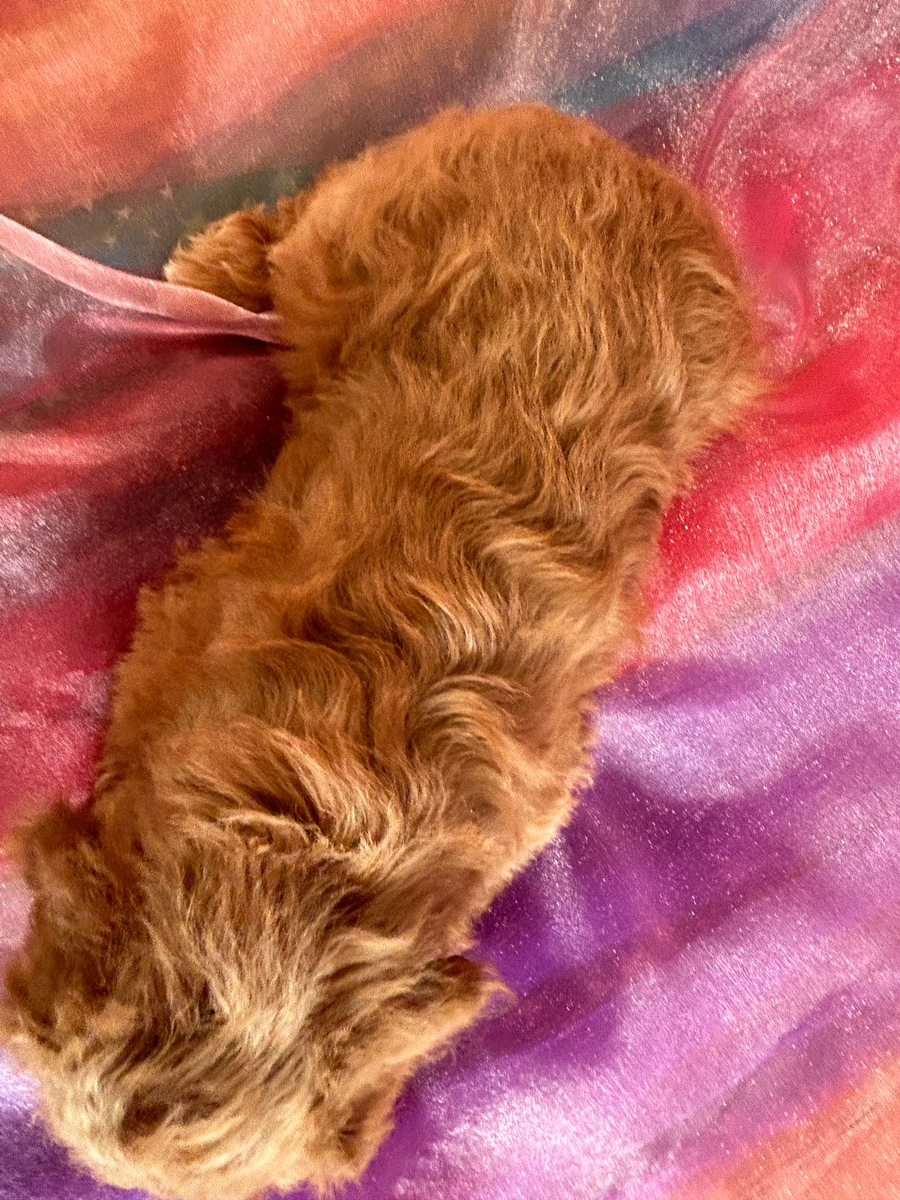 Best Schnoodle Breeder in the Midwest, Puppies Ready!