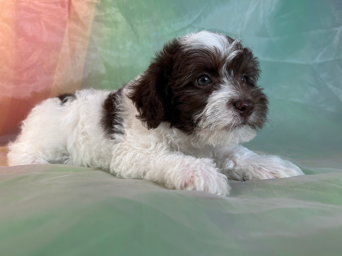 Chocolate and White Schnoodles!