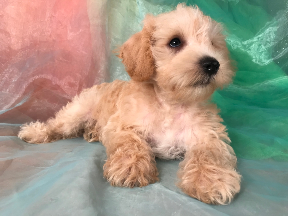 Miniature Schnoodle Breeders-Iowa Minnesota and Illinois!
