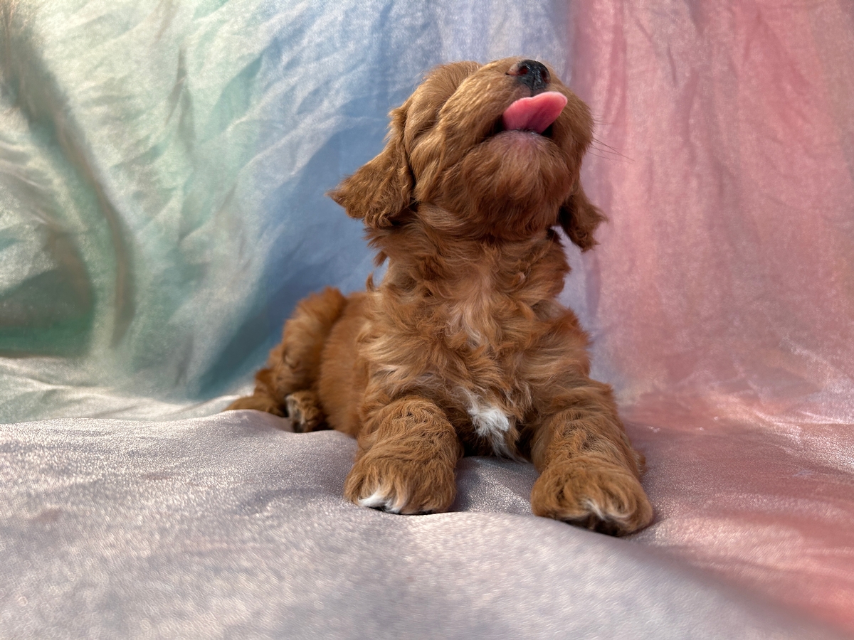 Professionally Bred Schnoodle Puppies in Iowa!