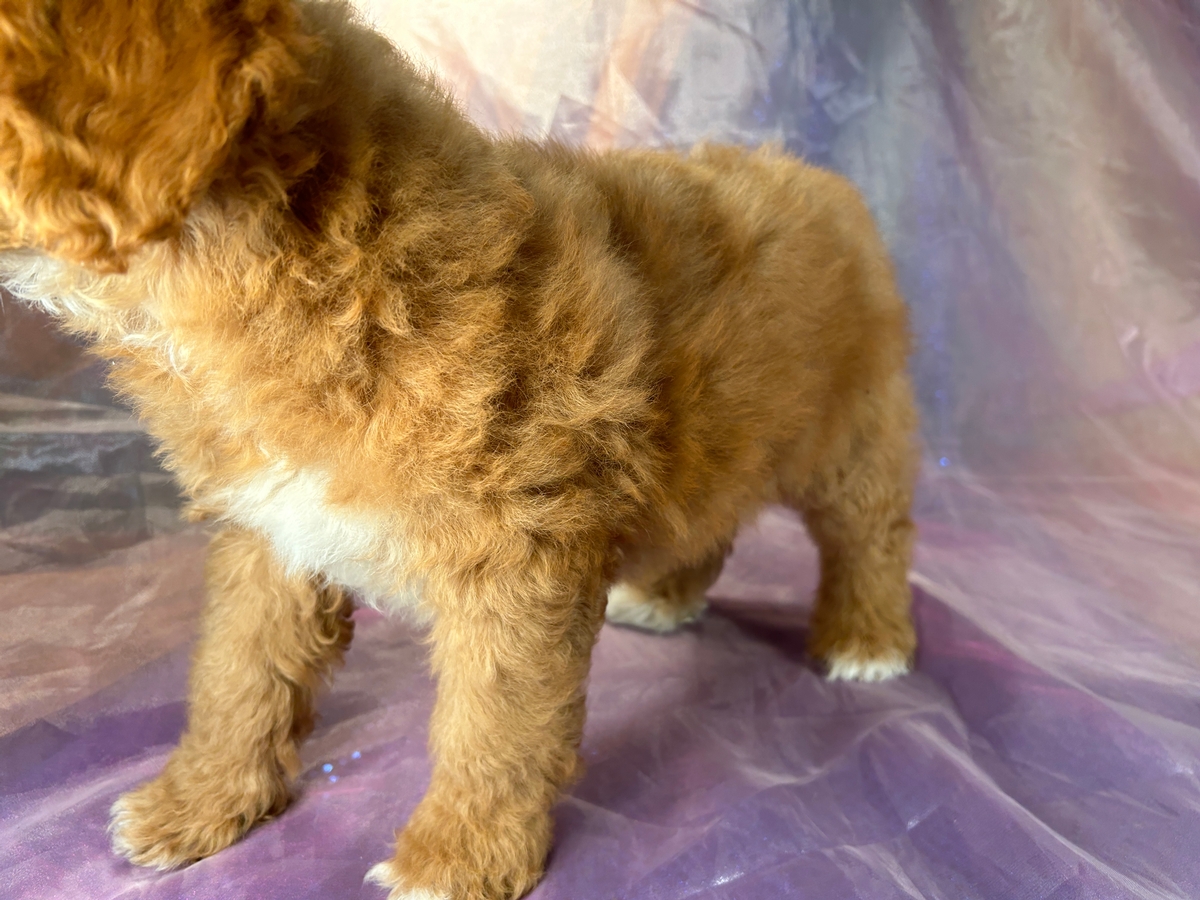 Red F1b Schnoodle Puppy for Sale with White Markings
