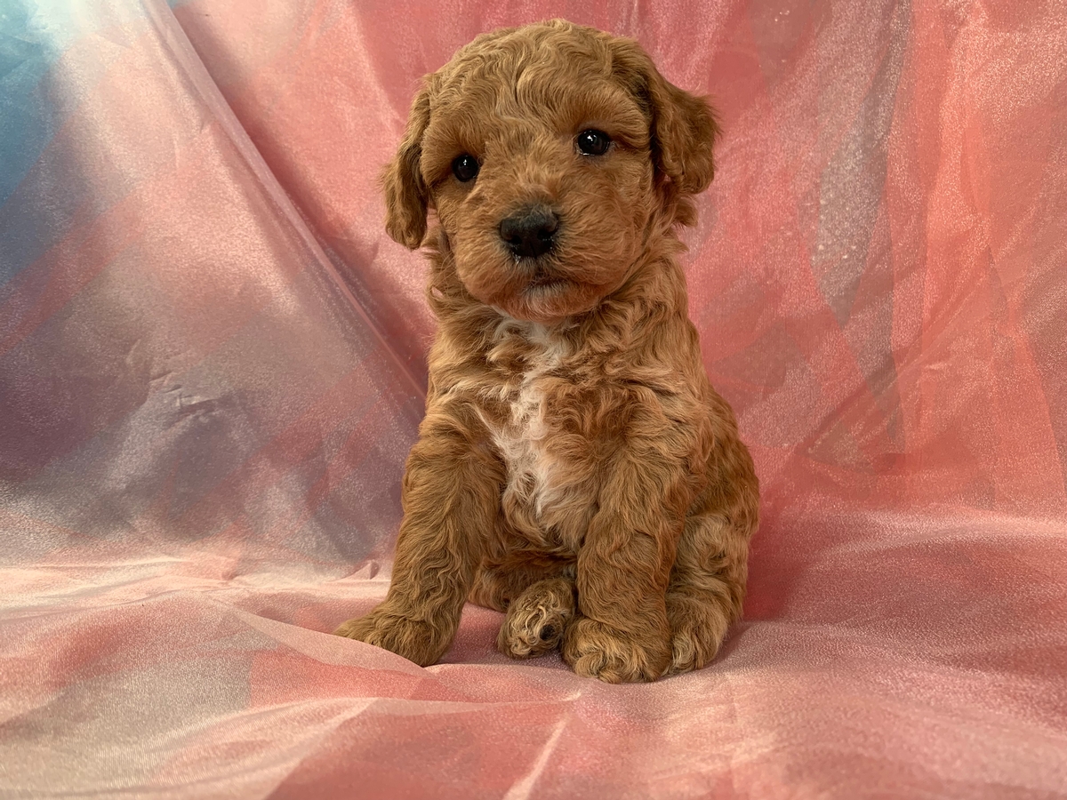 Miniature Schnoodle Puppies for Sale, Professional Iowa Breeder, Red ...