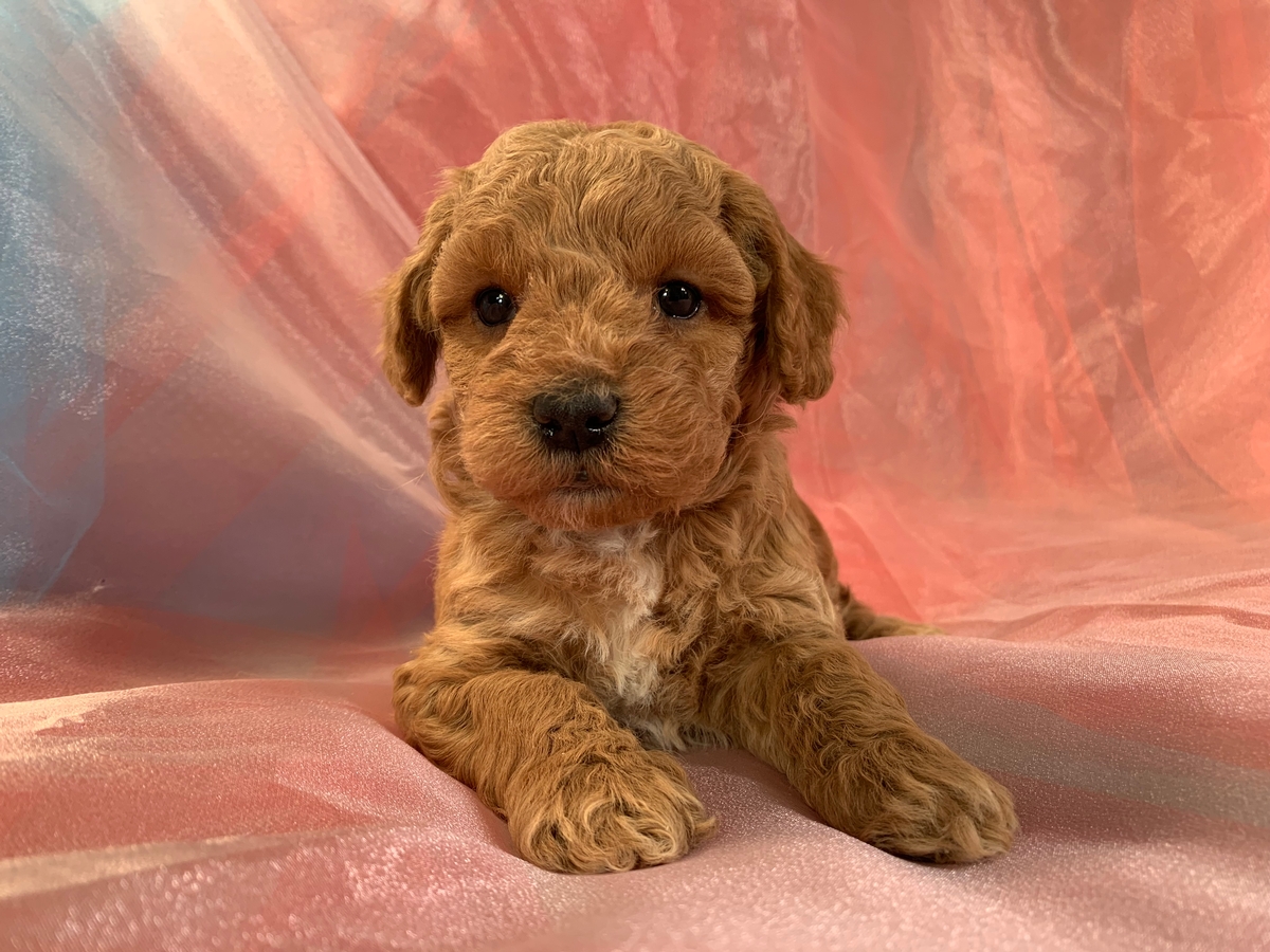 Miniature Schnoodle Puppies for Sale, Professional Iowa Breeder, Red ...
