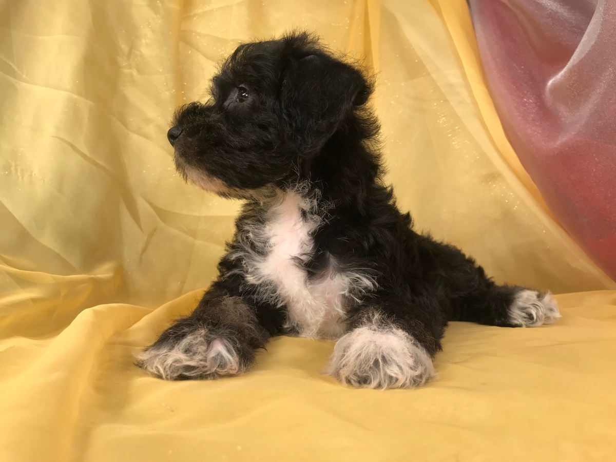 Schnoodles for Sale, Top Breeders, Iowa, Minnesota, Illinois, Miniature ...