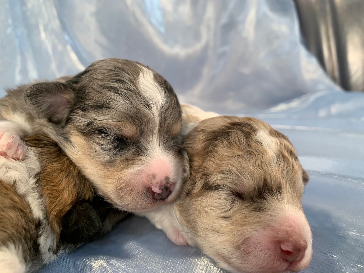 Miniature Schnoodle Puppies for Sale In Iowa, Schnoodles Available Now!