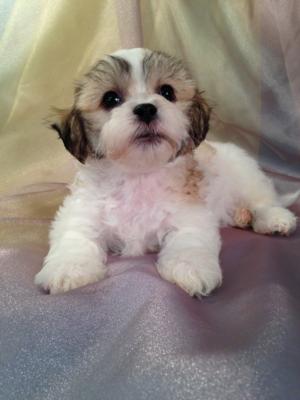 Parti Colored Shih tzu Bichons Available In North Iowa, Joice 50446