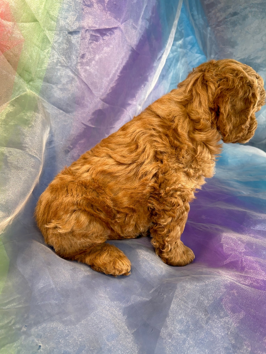 Dark Red Mini Schnoodle Breeders in Iowa