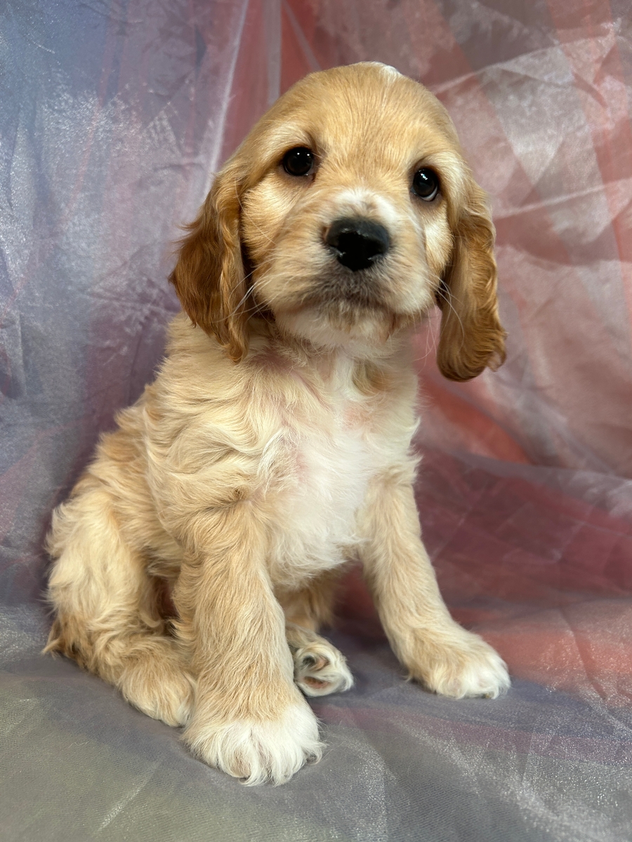 Buff American Cockapoo Puppies with White Markings for Sale