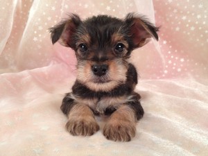 Miniature Schnauzer and Yorkie | Puppies for sale | Snorkie Breeders ...