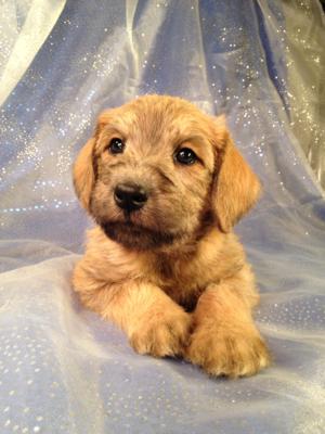 Standard Schnoodle Breeder-Standard Schnoodle Puppies for Sale $750