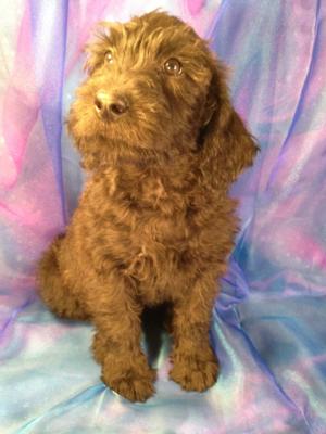 Iowa Breeders- Standard schnoodle Puppies for sale