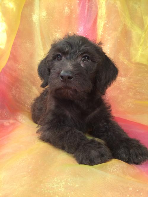 Iowa's Top Dog Breeder Breeds Black Standard Schnoodles
