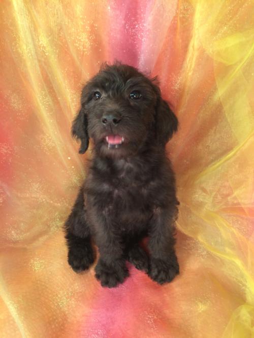 Iowa's Top Dog Breeder Breeds Black Standard Schnoodles