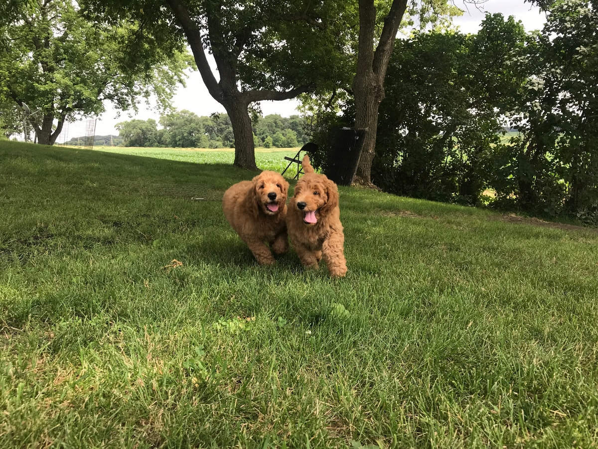 Red Labradoodle Puppies For Sale, Professional Breeders