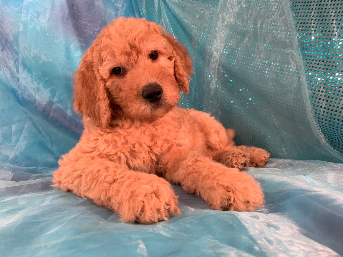 Red Lab Poodle Mix at Christopher Bronson blog