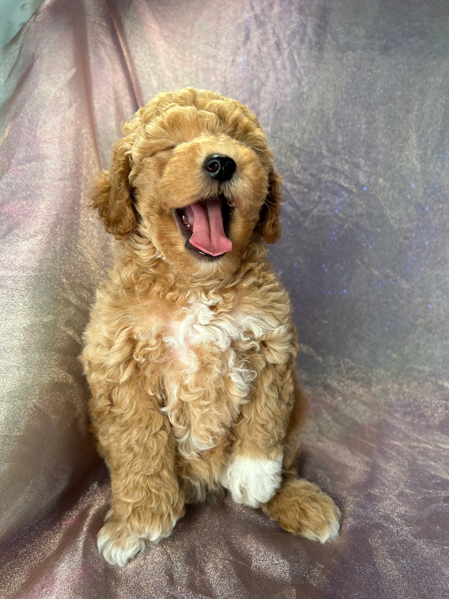 Red Schnoodles With White Markings Available Now!