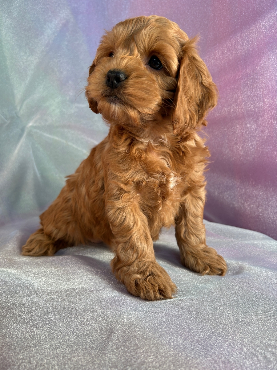 Red Cockapoos for Sale, Iowa