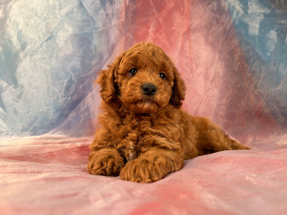Dark Red Cockapoos for Sale, Iowa's Top Cockapoo Breeder!