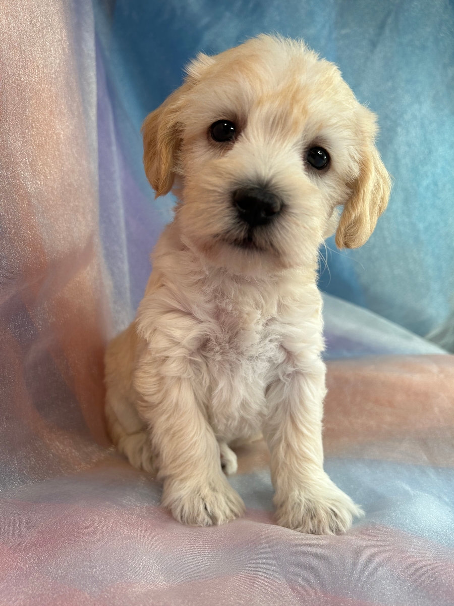 Iowa Schnoodle Pups for Sale, Lemmon and White!
