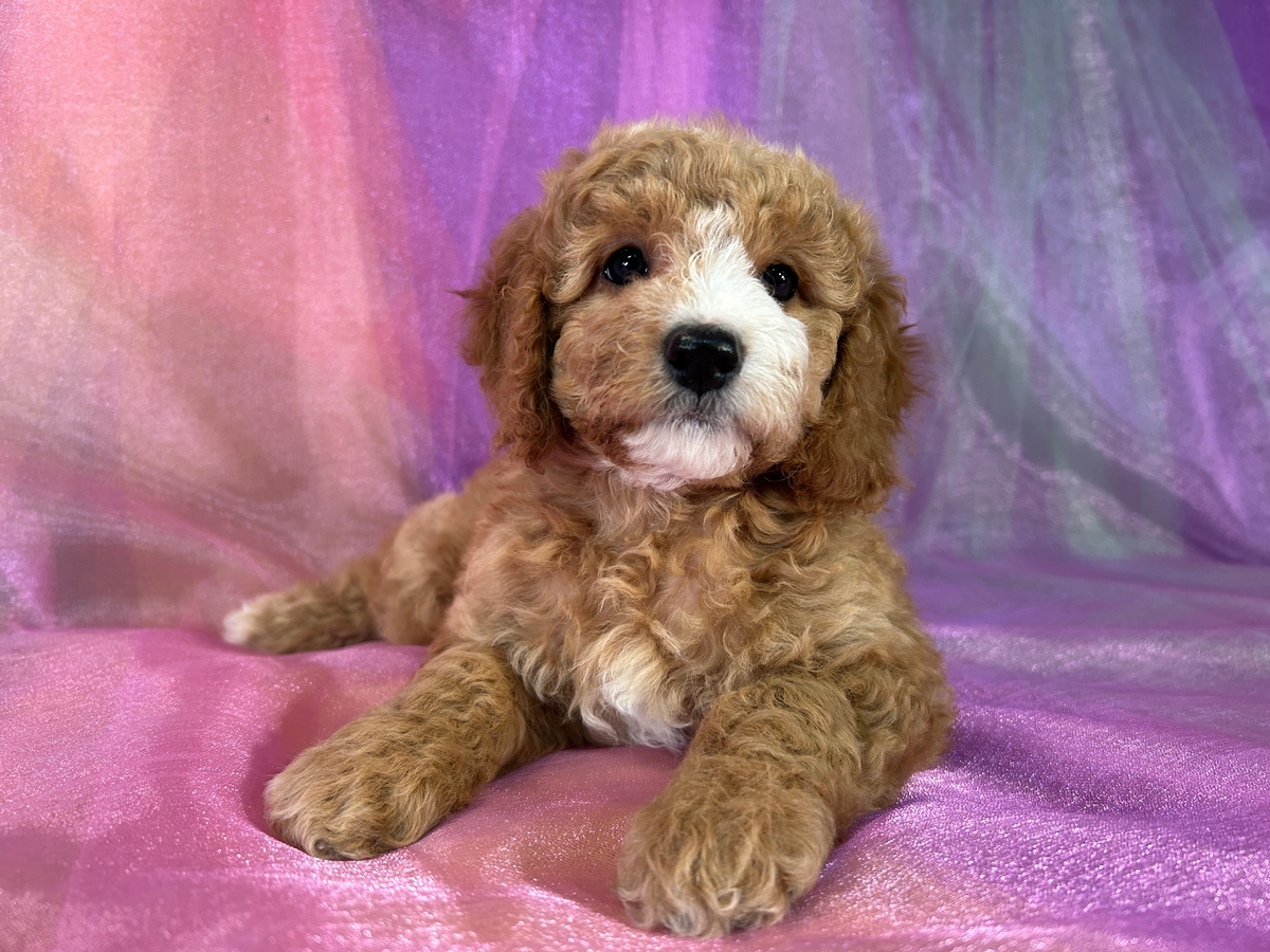 Dark Red Cockapoos for Sale, White Markings