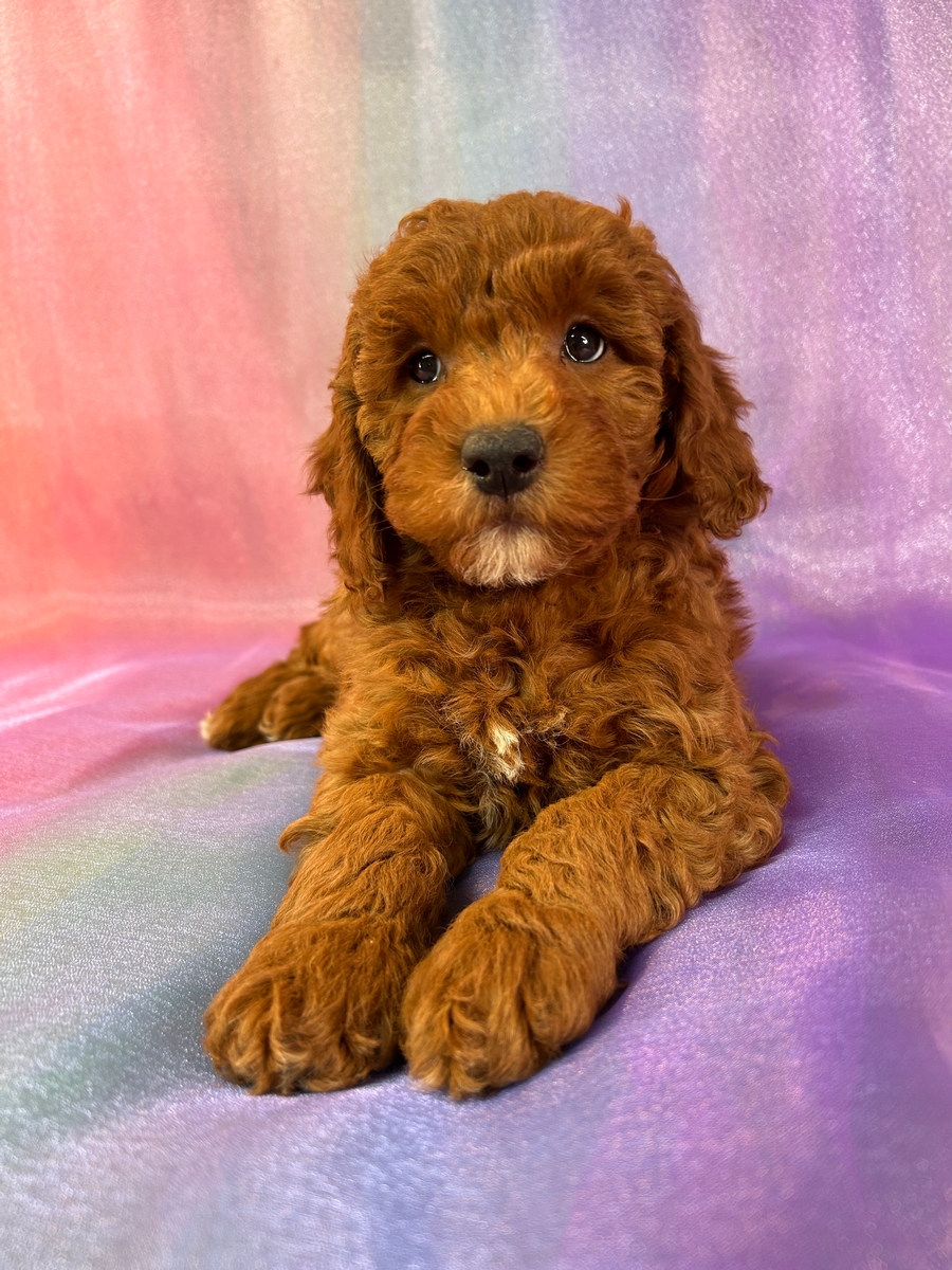 Ready Now, Dark Red Miniature Goldendoodles