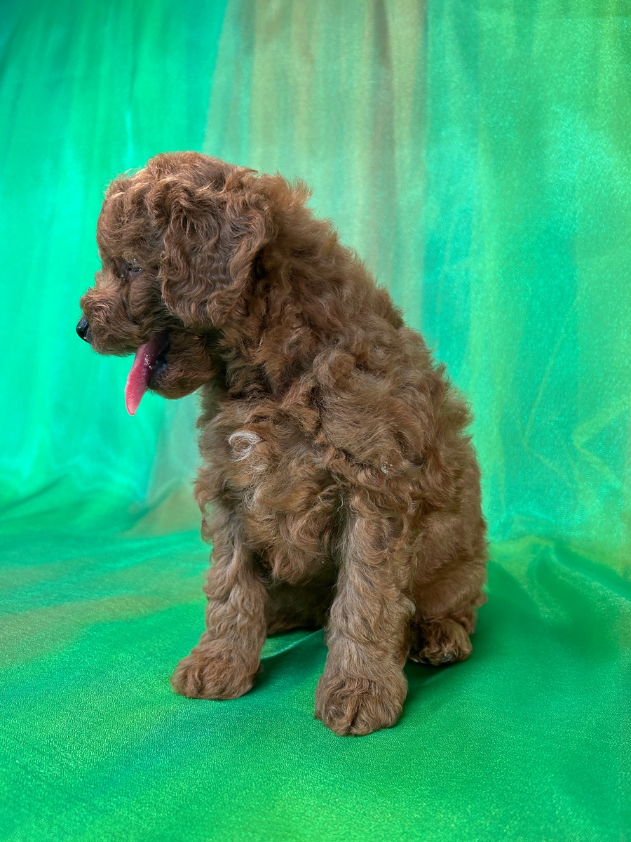 Wisconsin, Iowa, Minnesota, Red Mini Bernedoodle Litter Ready!