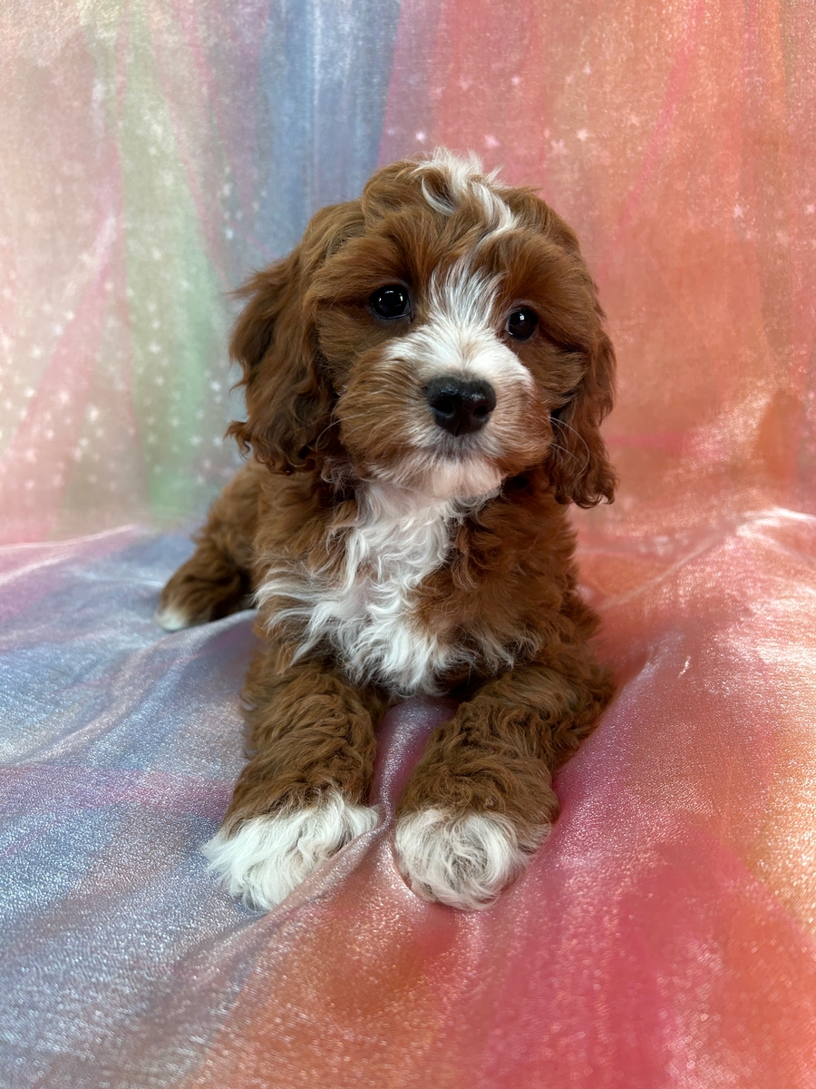 Iowa and Minnesota, Local Cockapoo Puppies Ready Now!