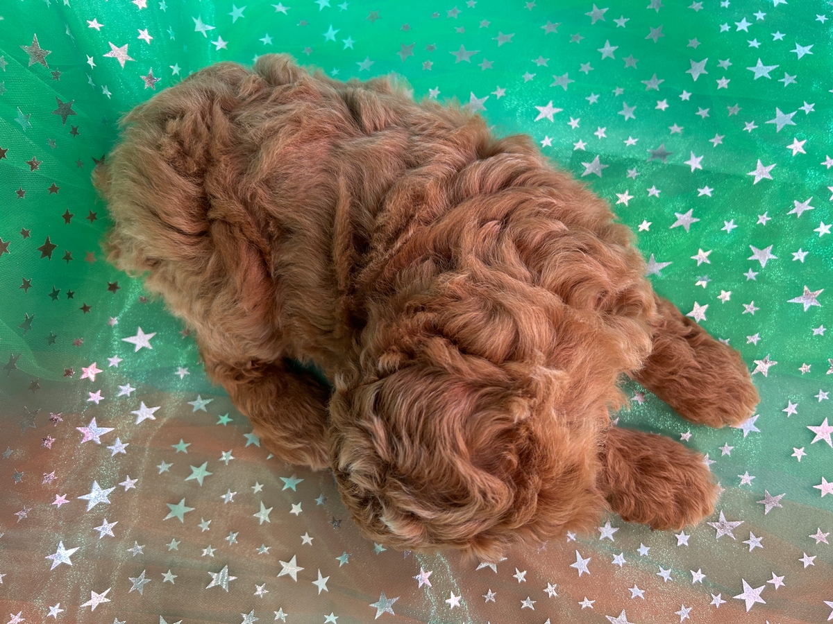 Red Female F1b Miniature Schnoodle Puppy for Sale
