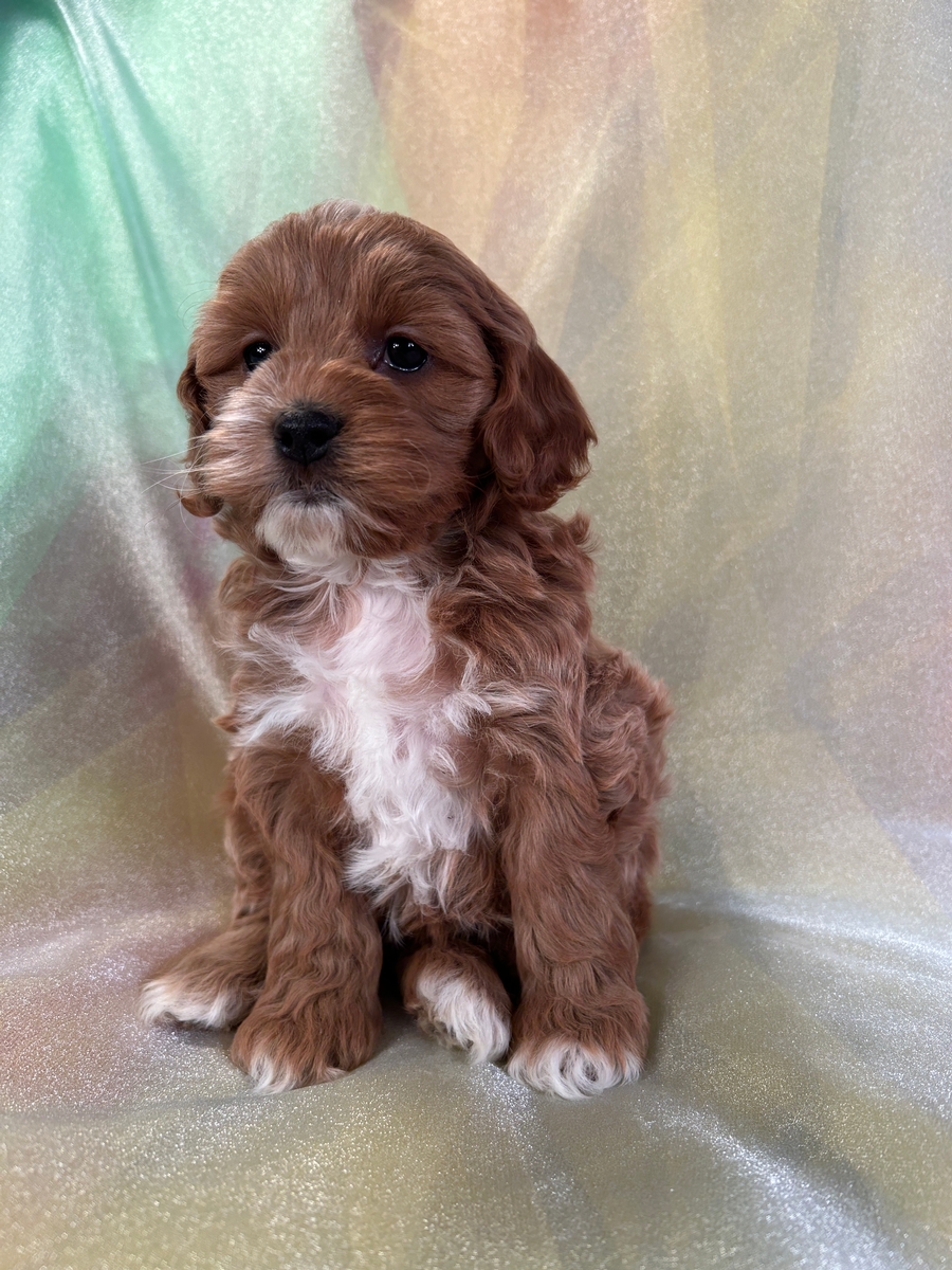 Cockapoo Puppy for Sale, Iowa Breeder, Red, White Markings