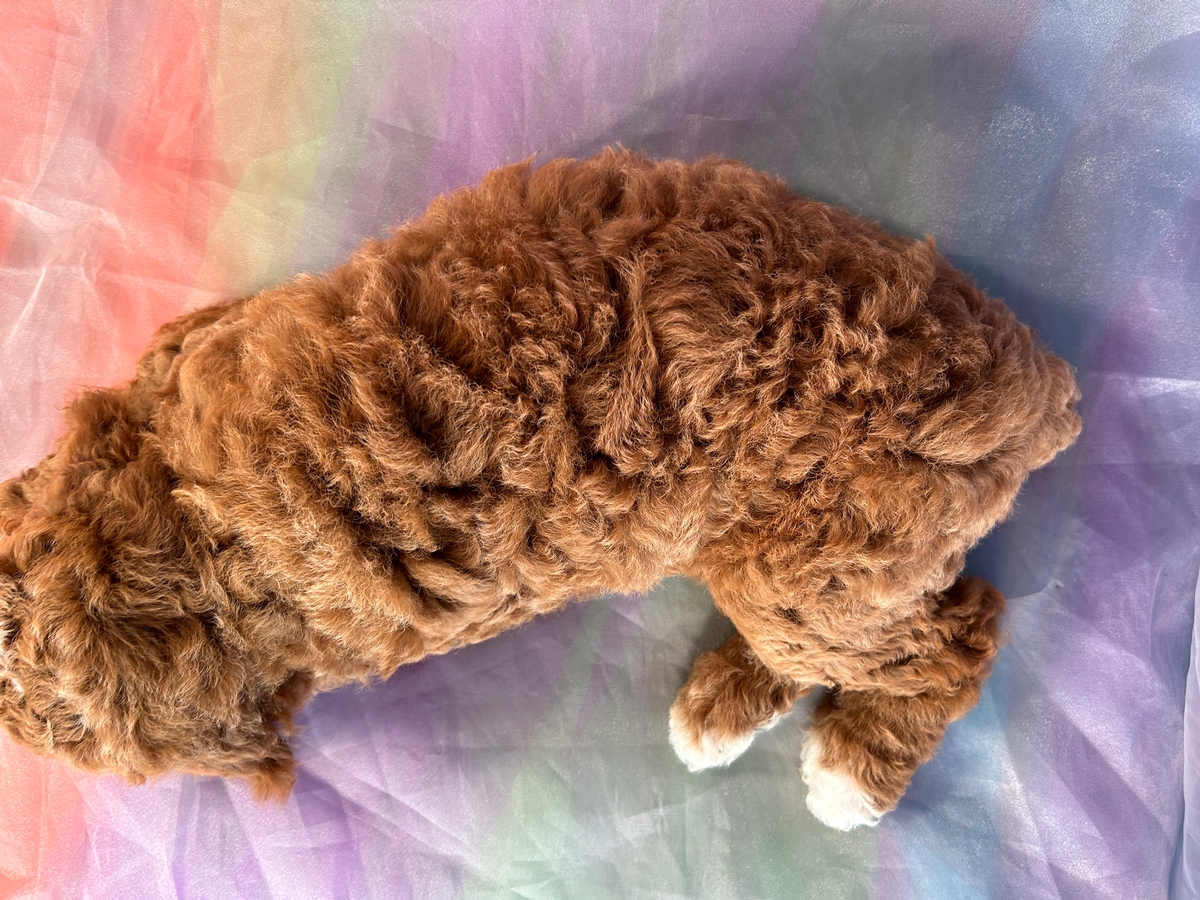 Iowa and Minnesota's Top Cockapoo Breeder, Puppies Available!