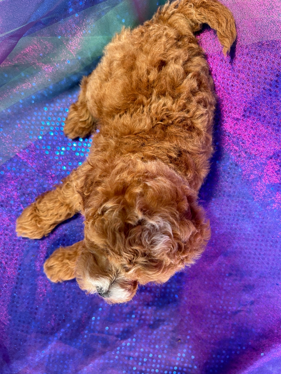 Dark Red F1b Mini Goldendoodles with White Markings Available Now!
