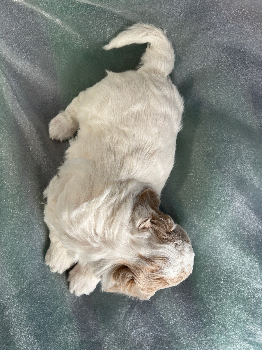 Professionally Bred Bichon Poodles, Iowa and Minnesota