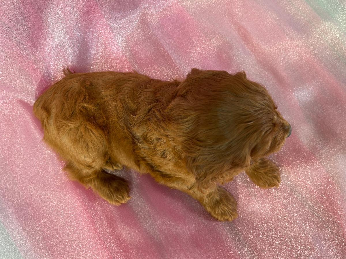 Dark Red Cockapoo Puppies for Sale