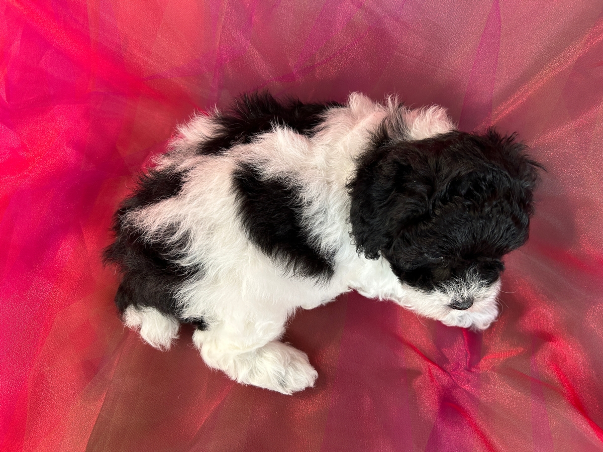 Iowa Schnoodle for Sale, Black and White